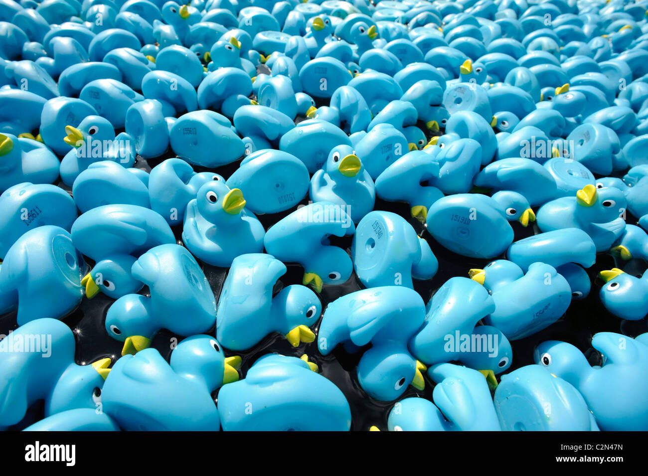 The Guinness World Record for the “Largest Plastic Duck Race” was set ...