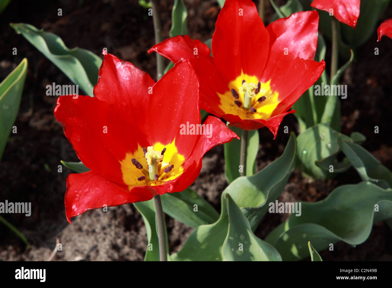 Red tulips in keukenhof hi-res stock photography and images - Alamy
