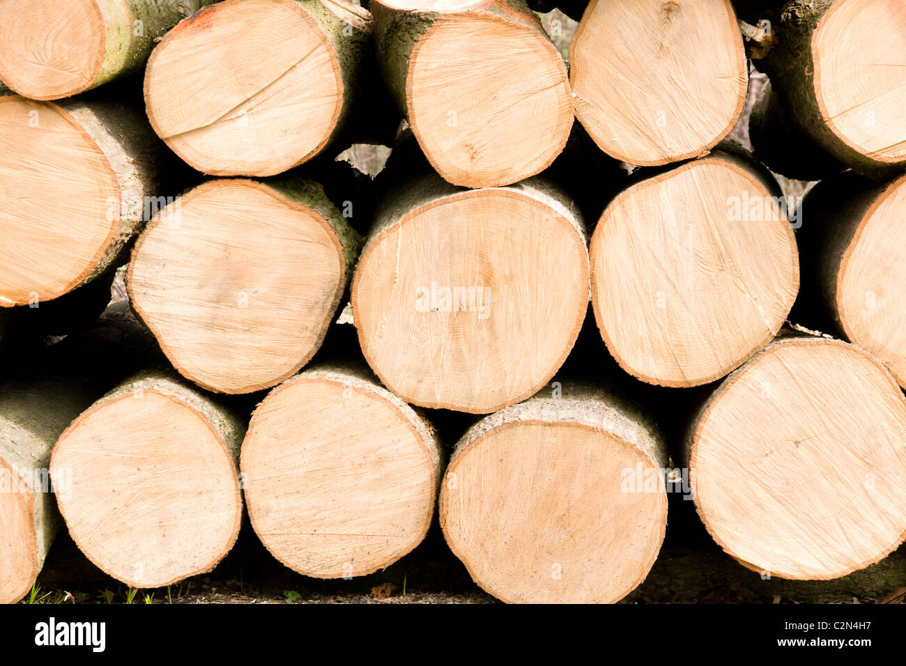 Forestry and paper group hi-res stock photography and images - Alamy
