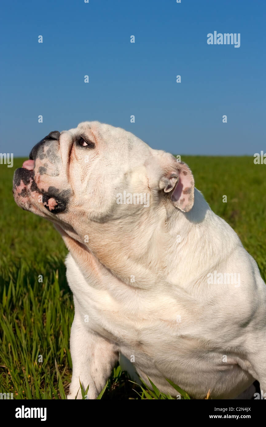 Dog english bulldog wrinkles hi-res stock photography and images - Alamy