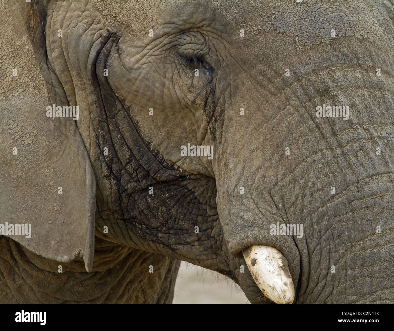 Large tusked elephant hi-res stock photography and images - Alamy