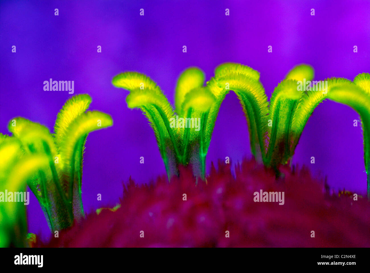 flowers, macro, background, nature, vegetation, red, botany, plant ...