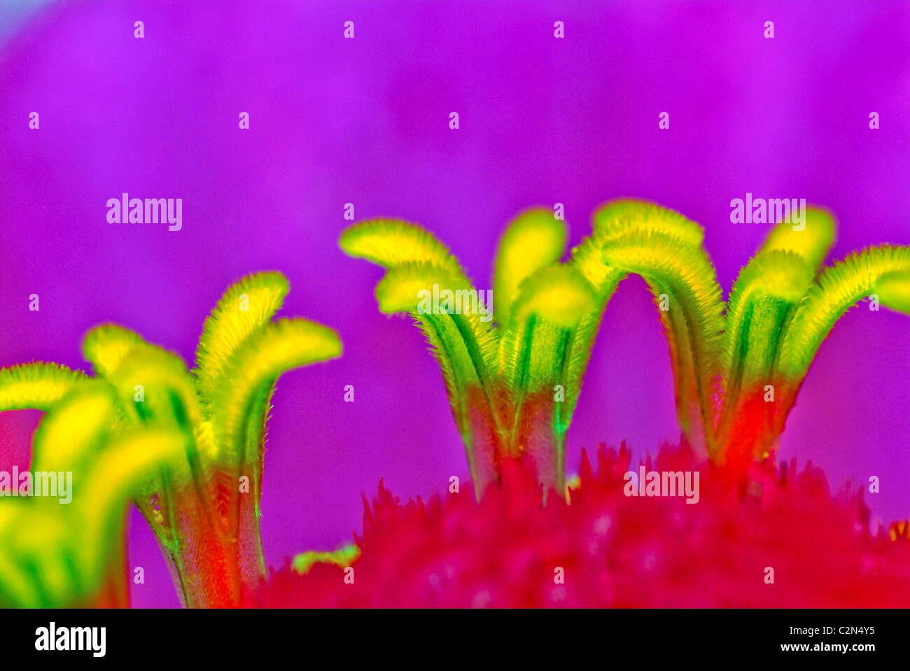 flowers, macro, background, nature, vegetation, red, botany, plant ...