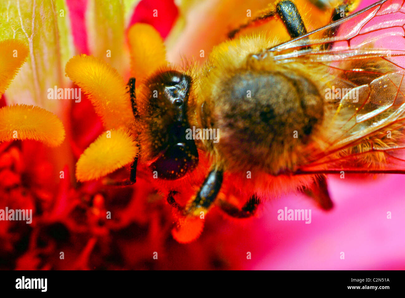Bee close up hi-res stock photography and images - Alamy
