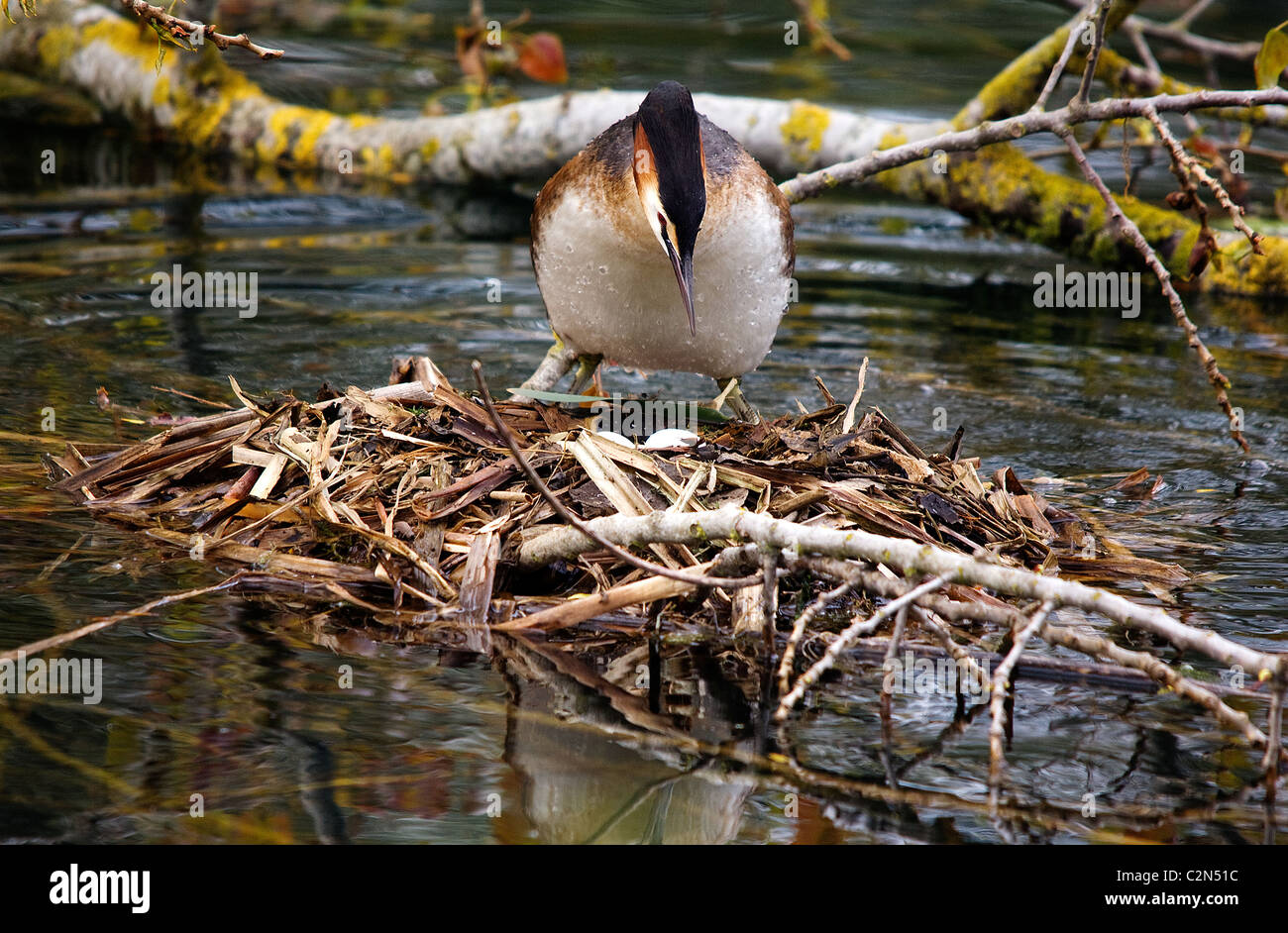 Great crested grebe eggs hi-res stock photography and images - Alamy