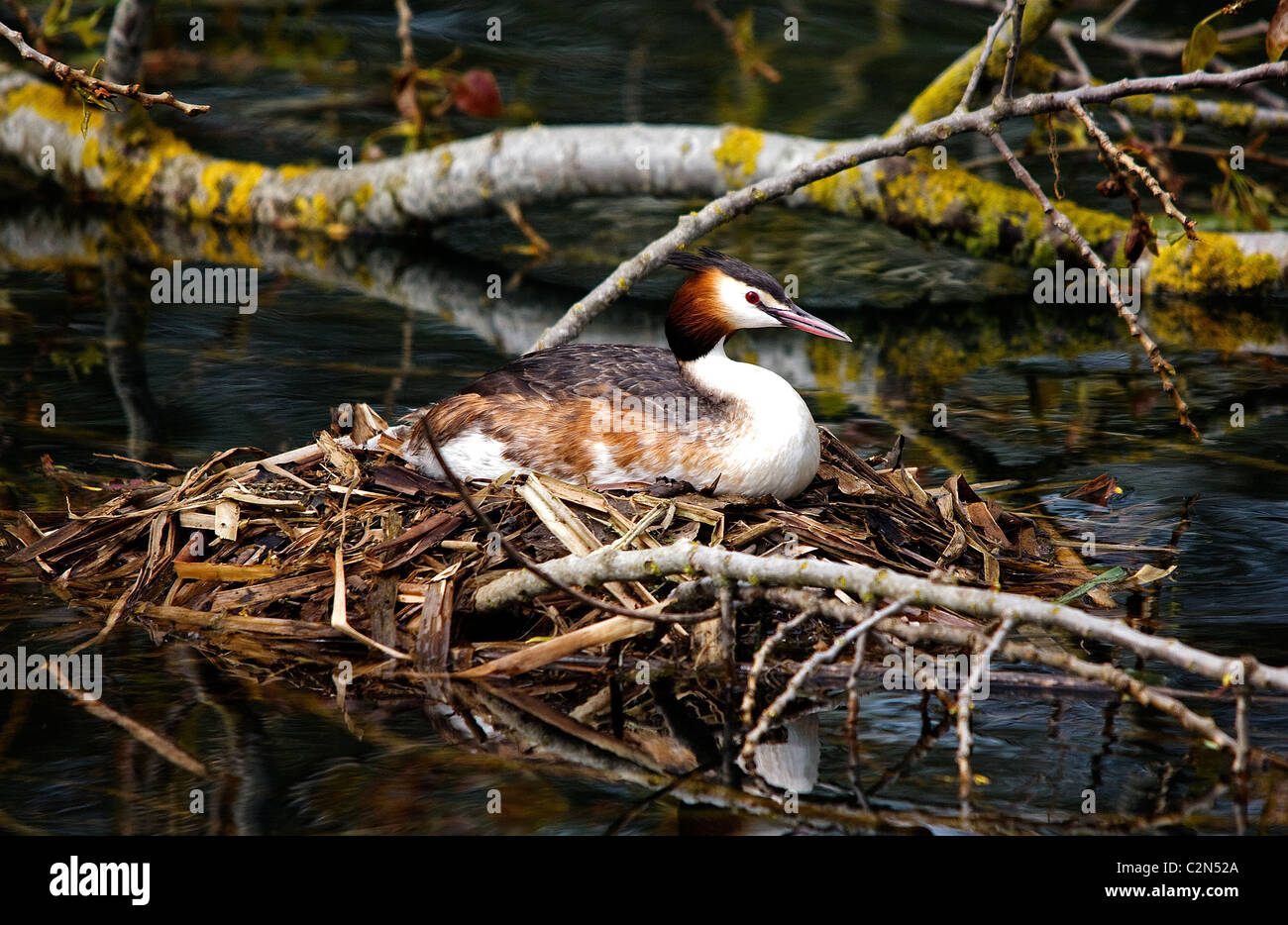 Female Great Crested Grebe sitting on nest Stock Photo - Alamy