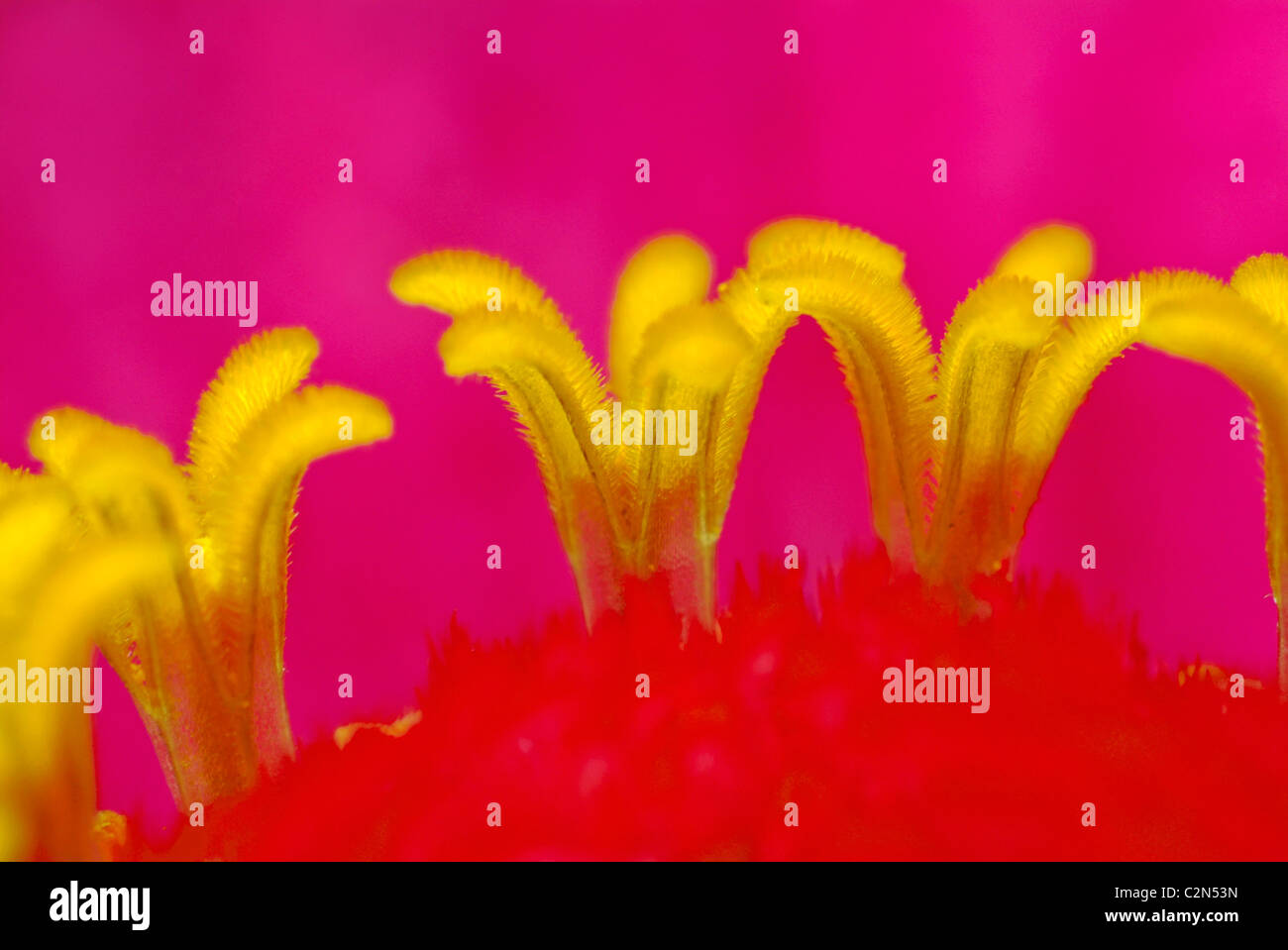 flowers, macro, background, nature, vegetation, red, botany, plant ...