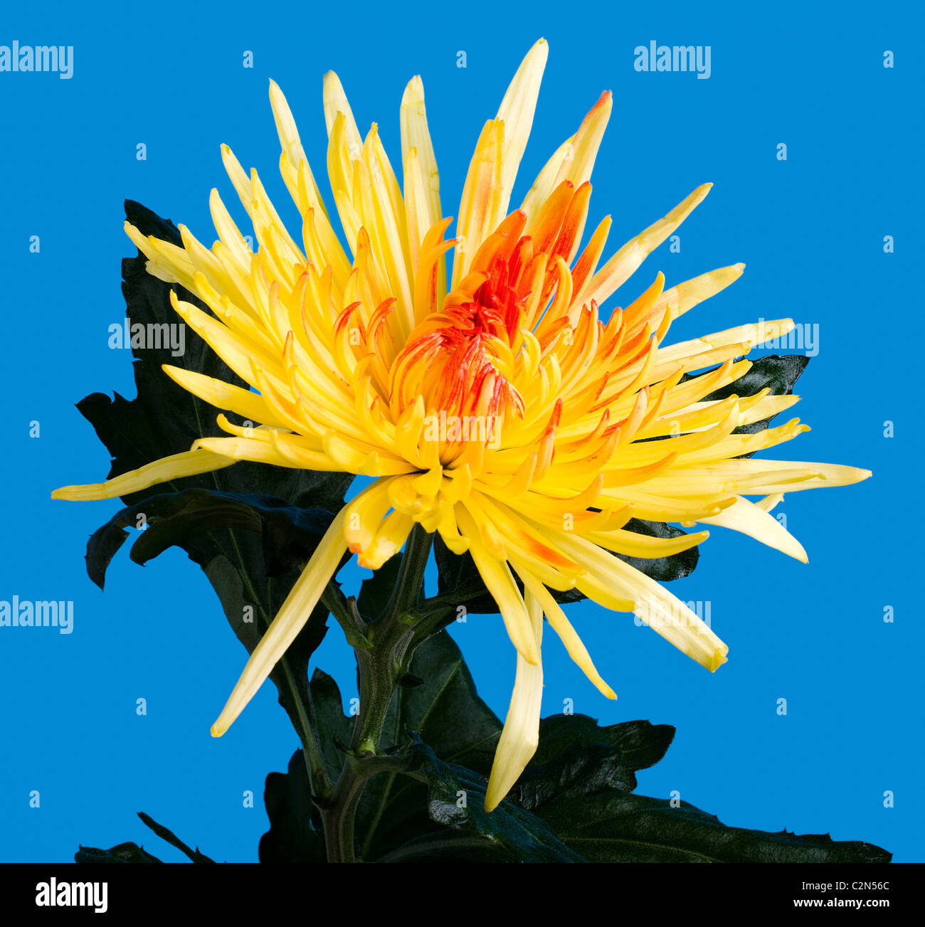 a close up of a crysantheum flower Stock Photo - Alamy