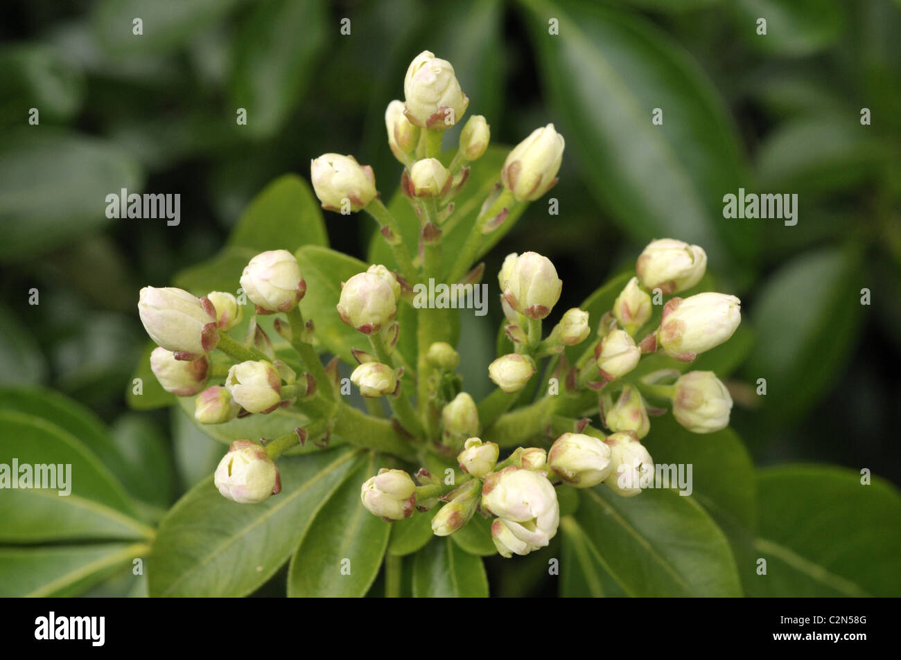 Flower buds of scented Choisya ternata 'Mexican Orange Blossom' Stock ...