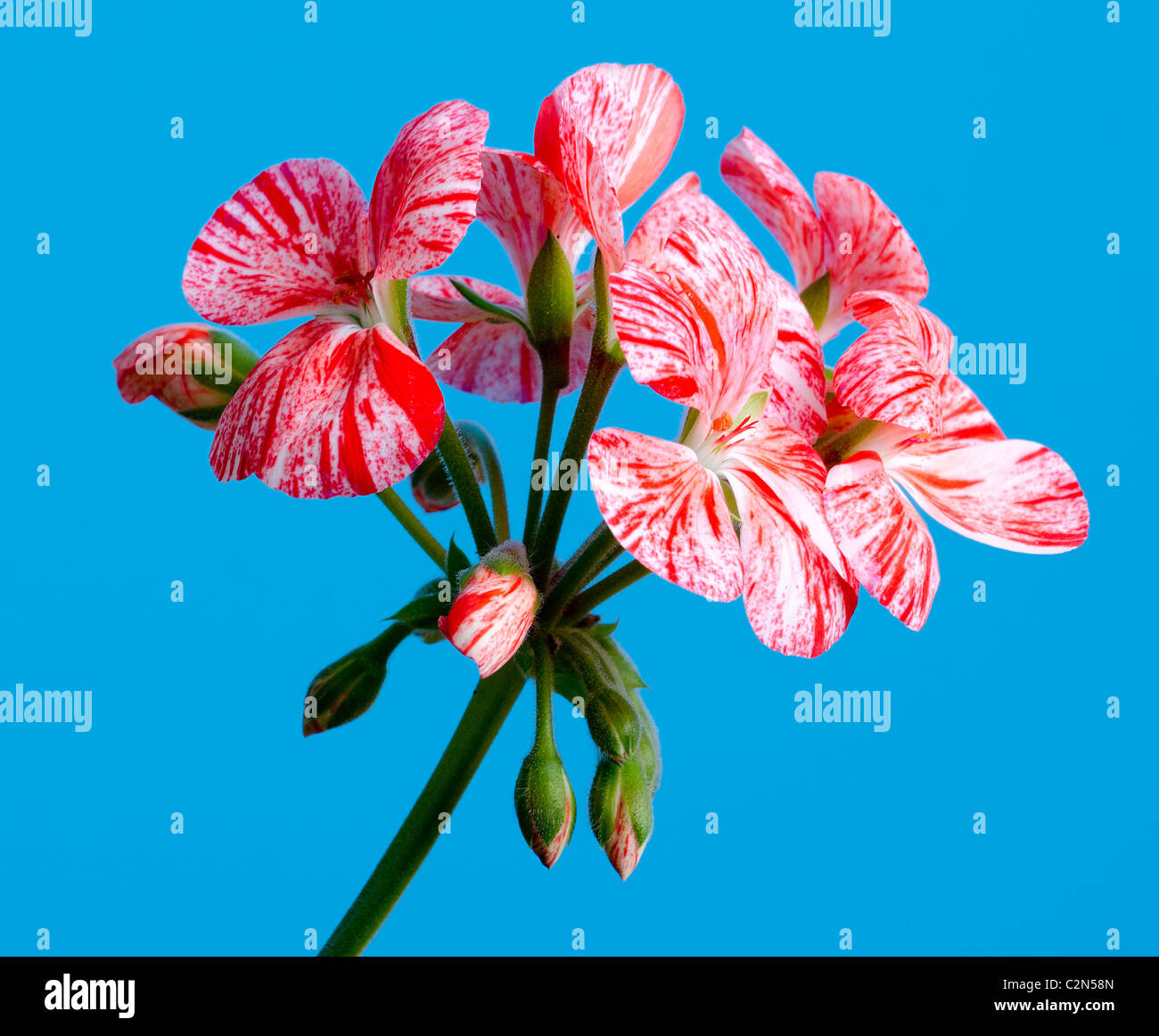 close up of a beautiful pelargonium flower Stock Photo - Alamy