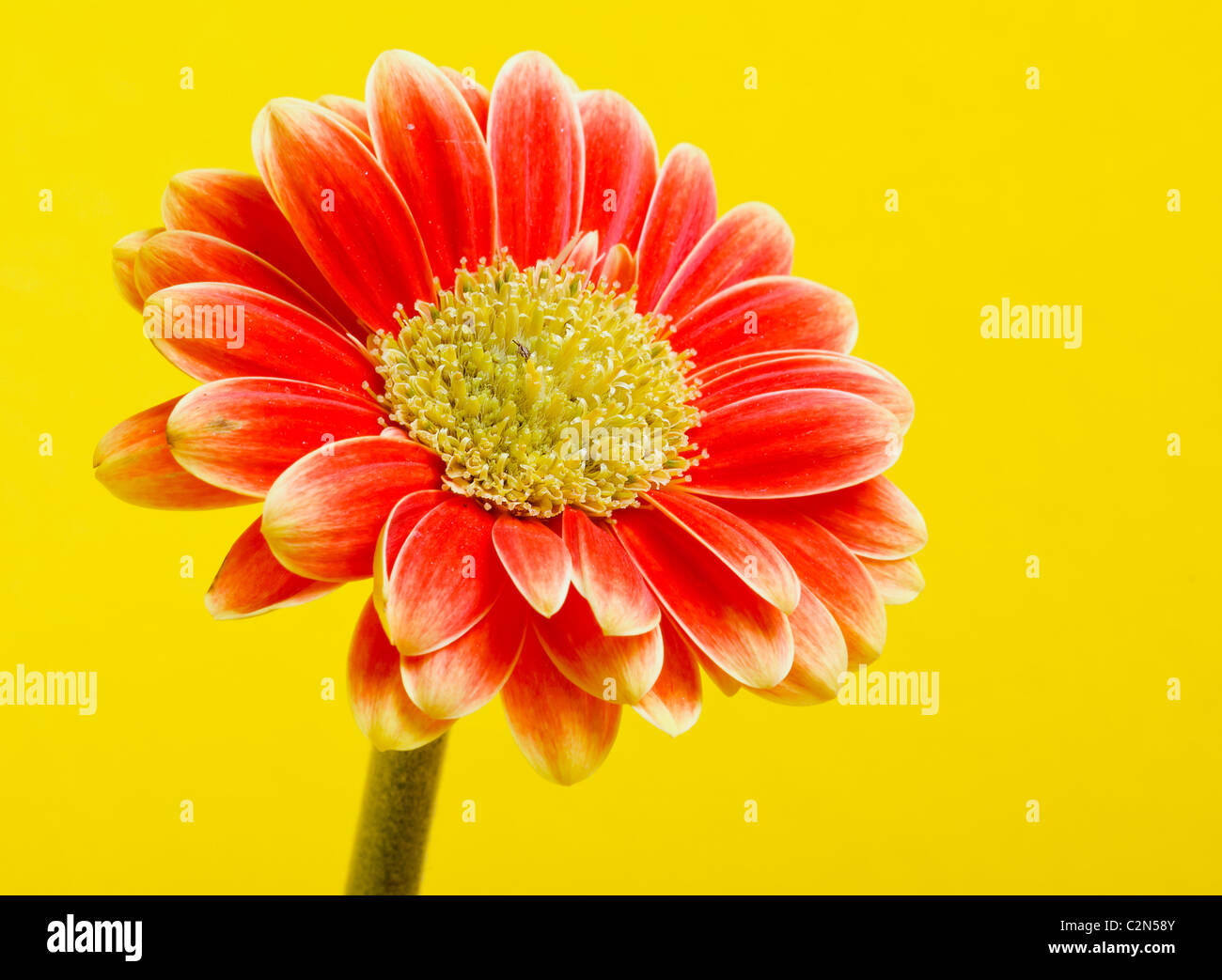a closeup of a beautiful gerbera flower Stock Photo - Alamy