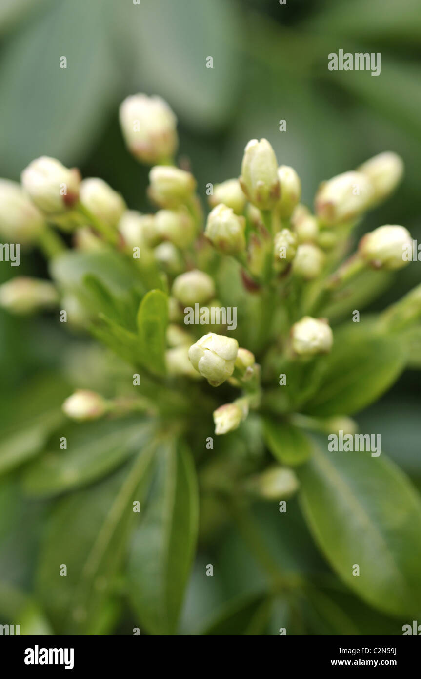 Choisya ternata mexican orange blossom hi-res stock photography and ...