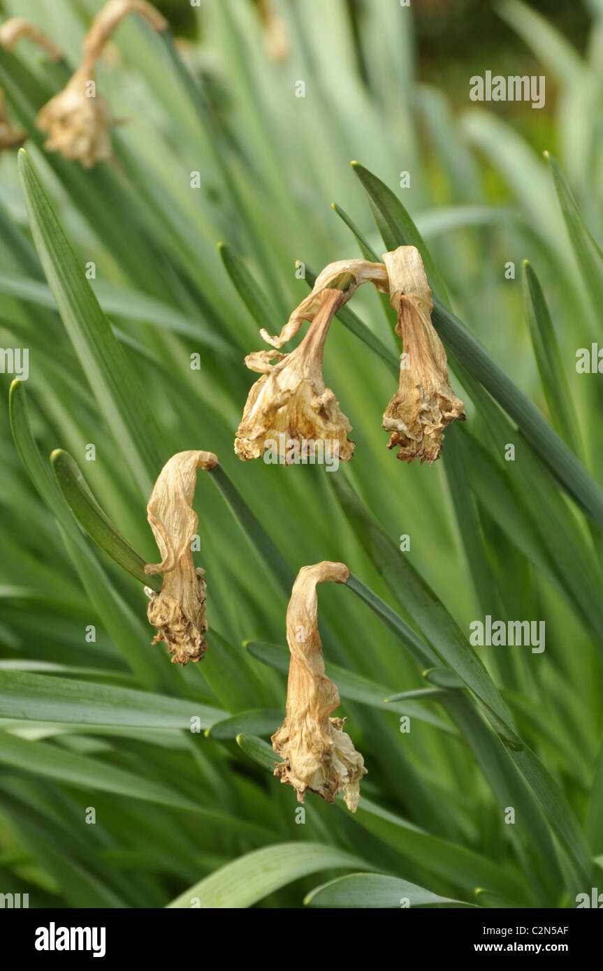 Wilted daffodils hi-res stock photography and images - Alamy