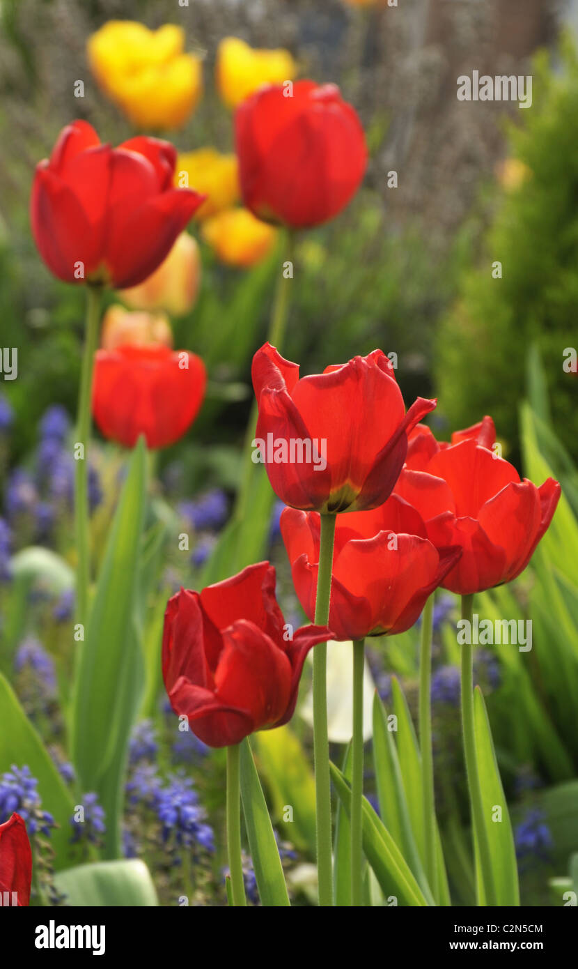 Garden red yellow tulips hi-res stock photography and images - Alamy
