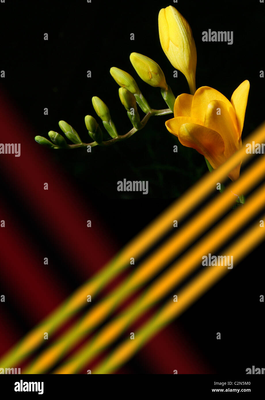 Yellow flower abstract art Stock Photo - Alamy