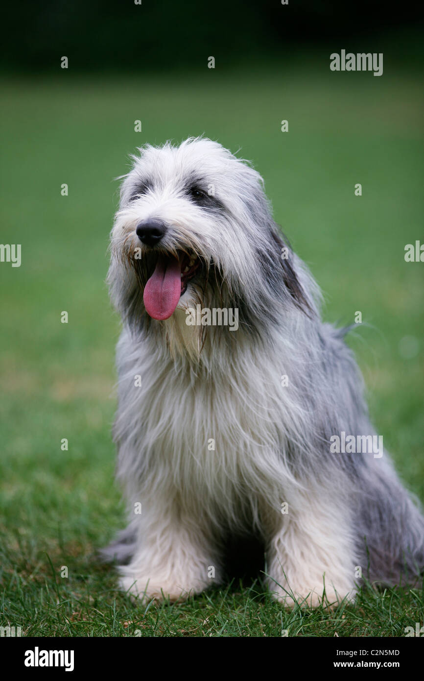 Bearded dogs hi-res stock photography and images - Alamy