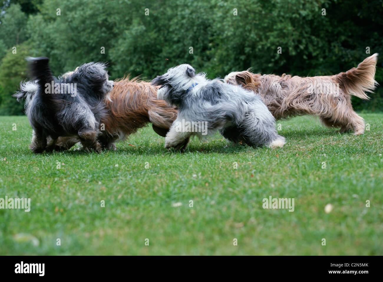 Bearded dogs hi-res stock photography and images - Alamy