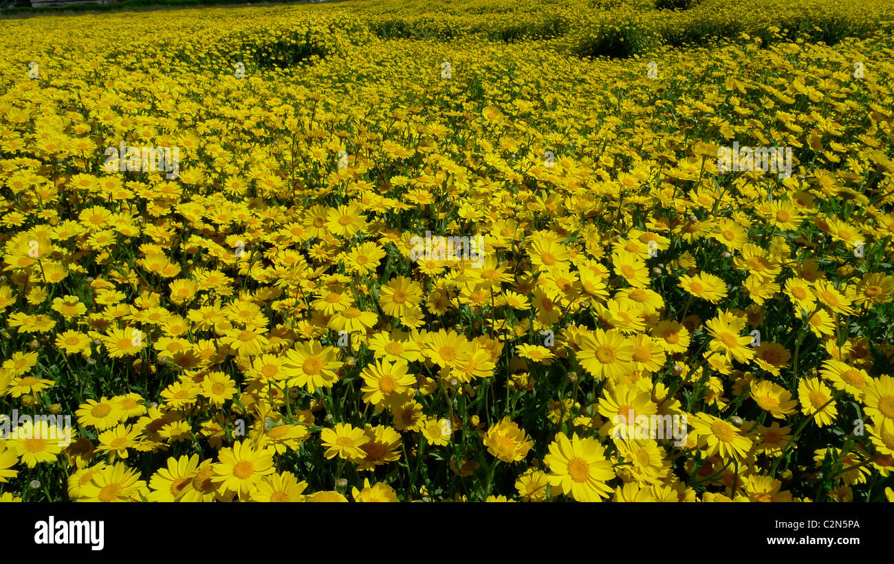 Daisy uk hi-res stock photography and images - Alamy