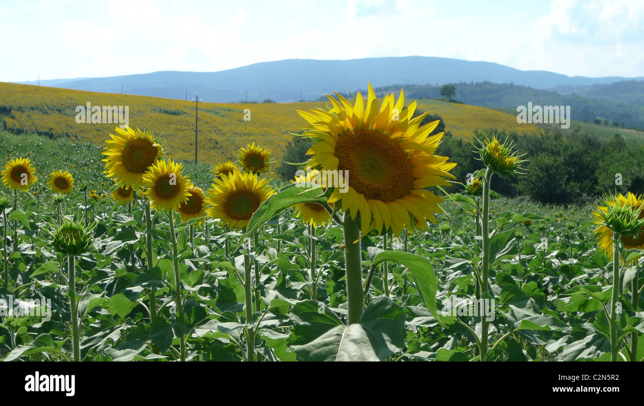 Wildflower fields Tuscany Italy Stock Photo - Alamy