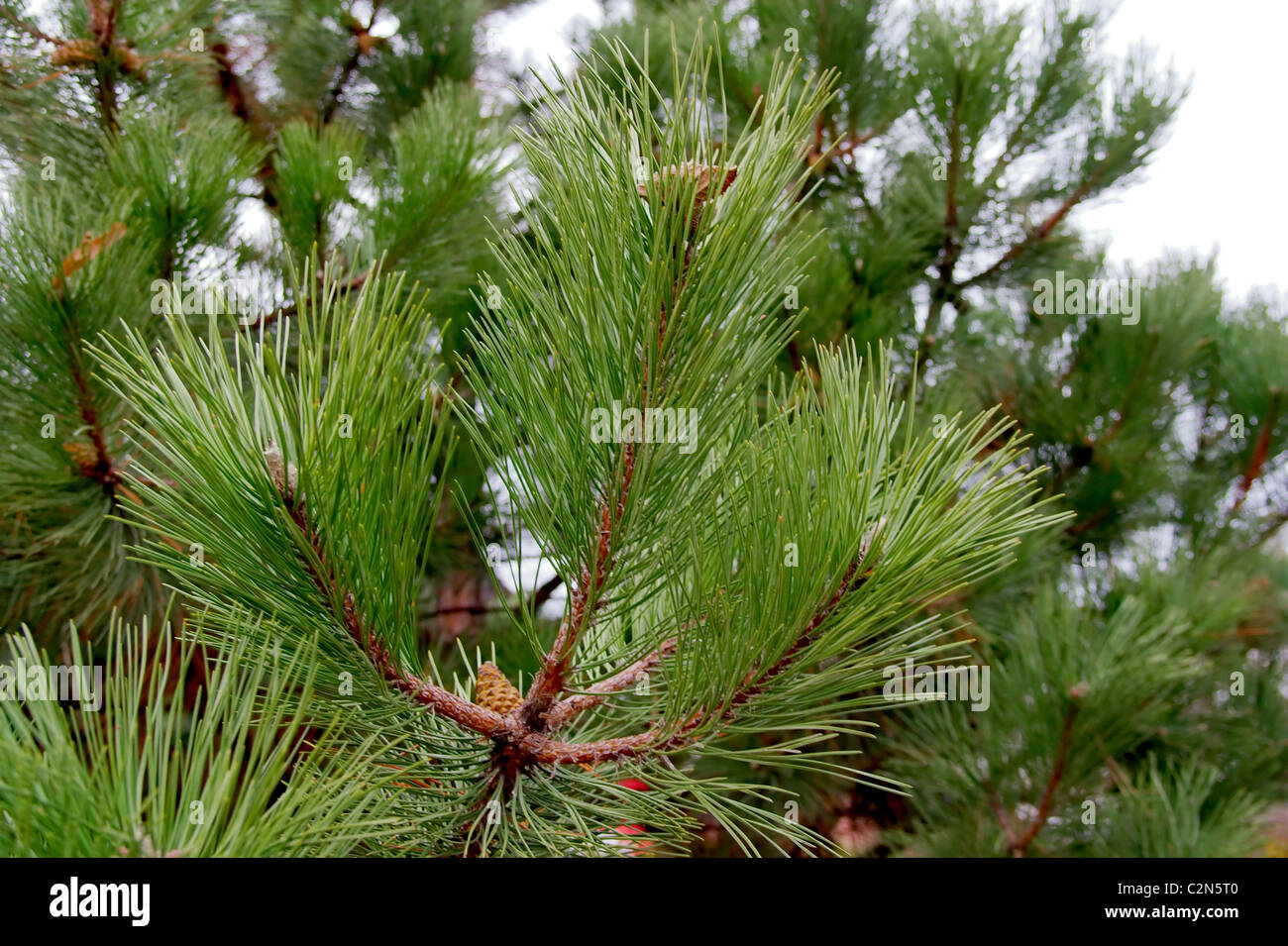 Closeup pinetree hi-res stock photography and images - Alamy