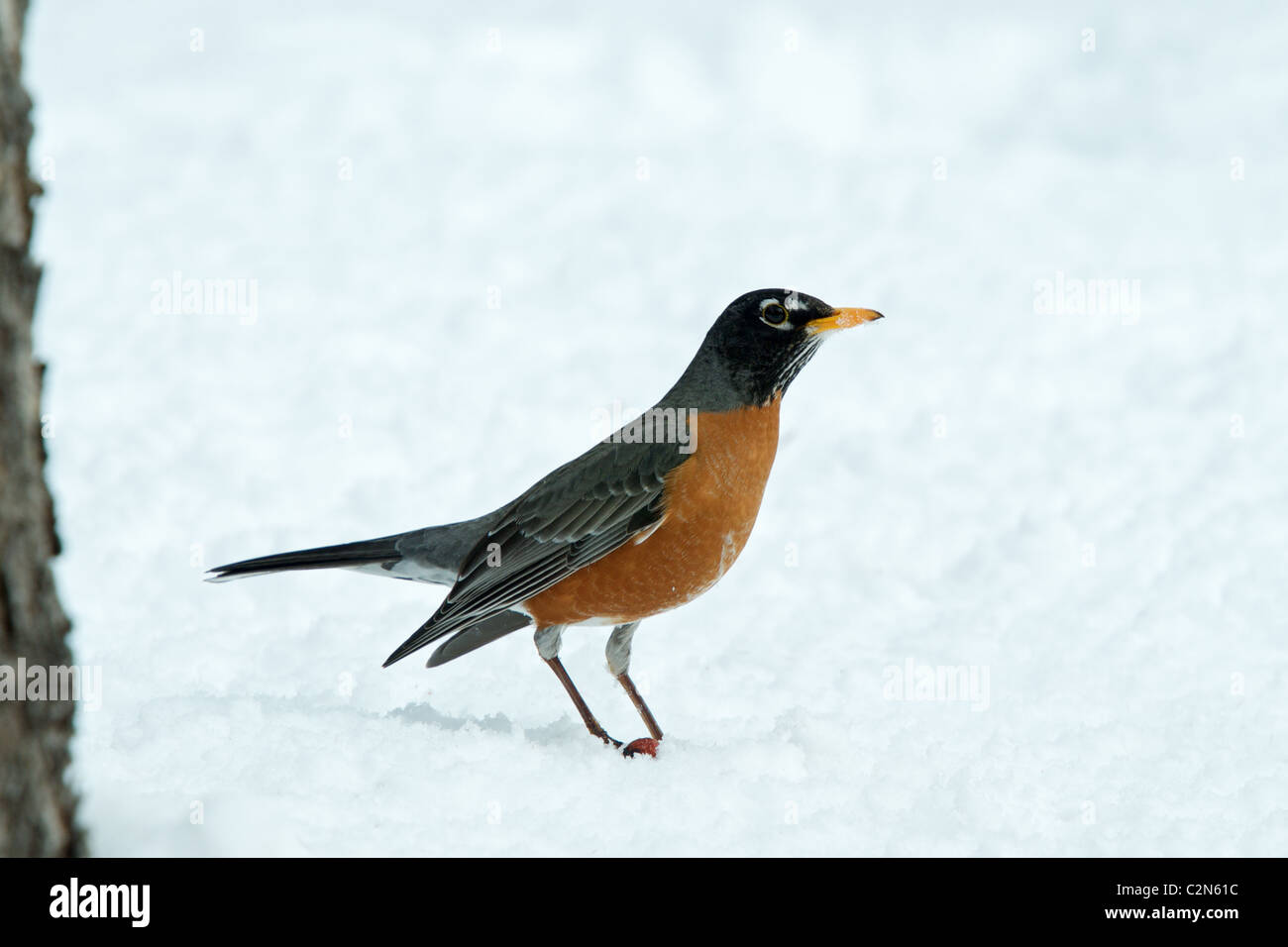 Male robin hi-res stock photography and images - Alamy