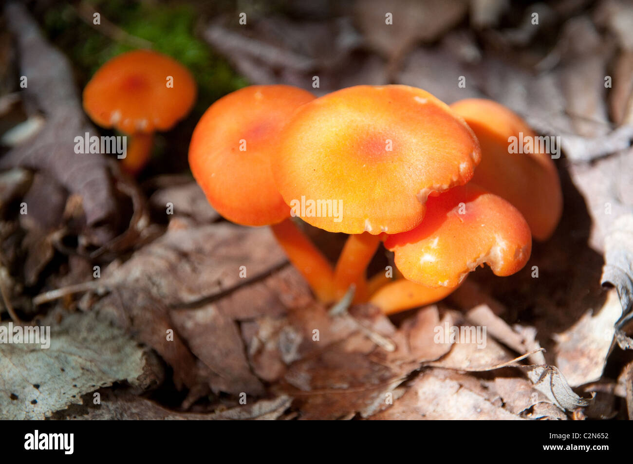 Hygrocybe miniata or vermilion waxcap mushrooms growing on the forest ...