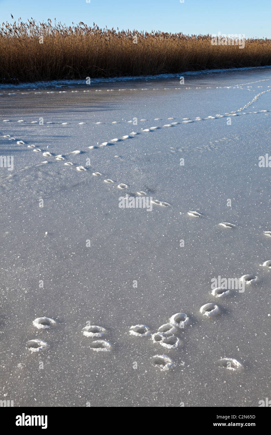 Animal tracks hi-res stock photography and images - Alamy