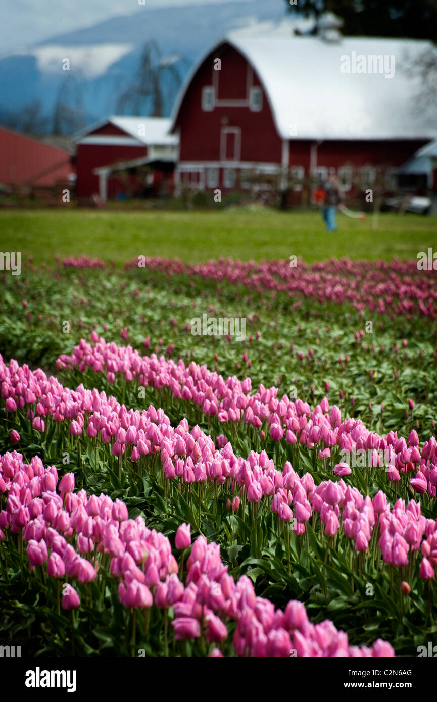 Fields of colorful tulips can be seen growing at the Skagit Valley ...