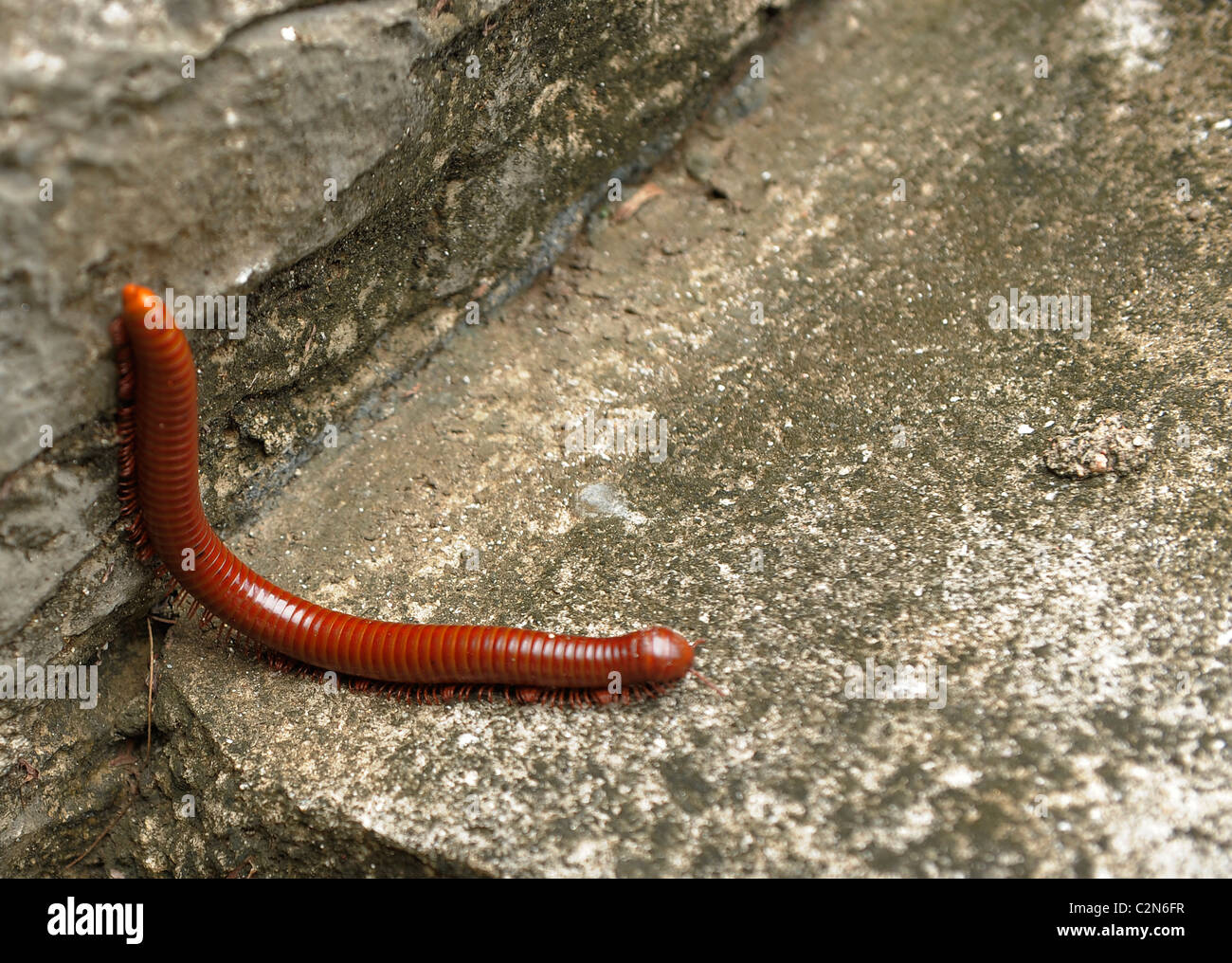 millipede looking for shade , koh sichang island , island near chonburi ...