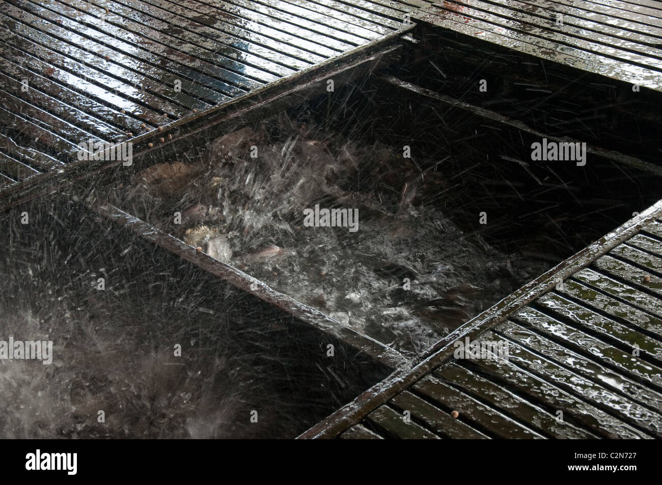Vietnam fish farm chau doc hi-res stock photography and images - Alamy