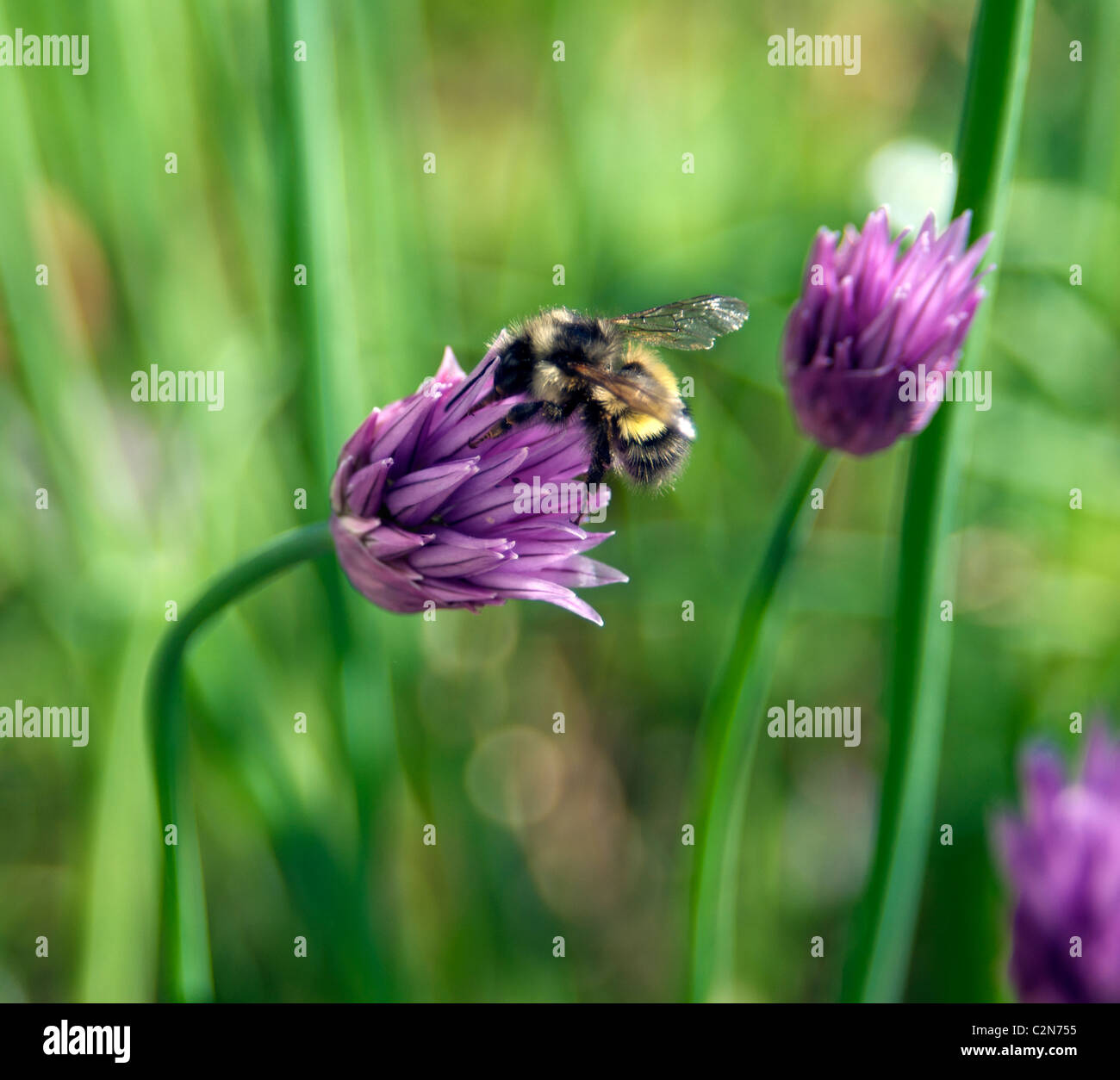 Bees calendar hi-res stock photography and images - Alamy