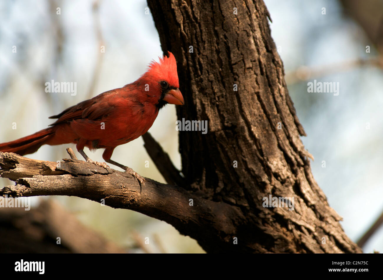 Red Cardinal in Tree Stock Photo - Alamy