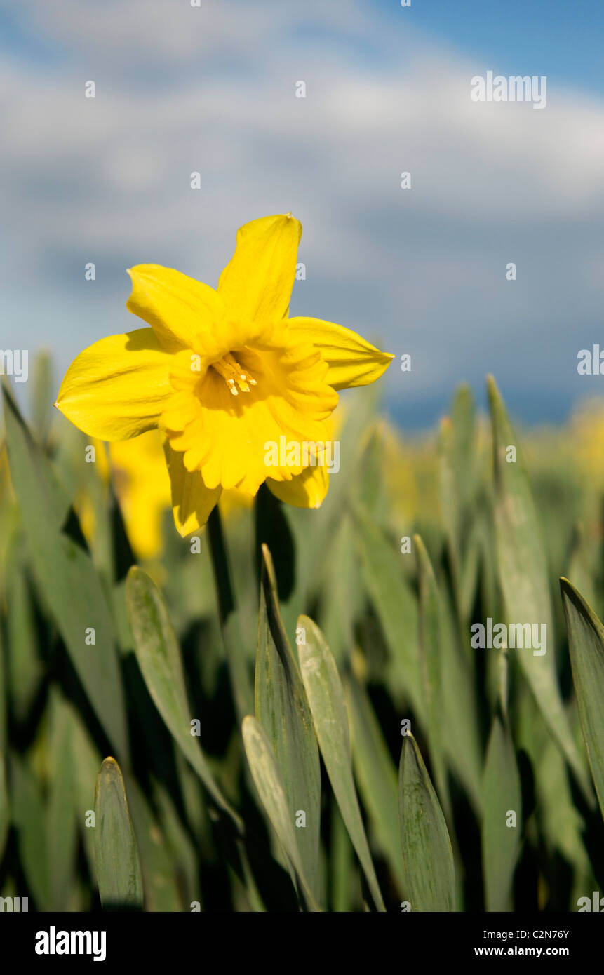 One daffodil in field Stock Photo - Alamy
