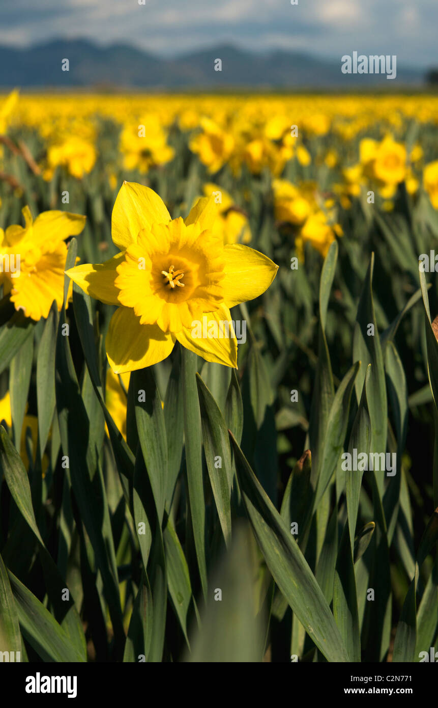 Field trumpet hi-res stock photography and images - Alamy