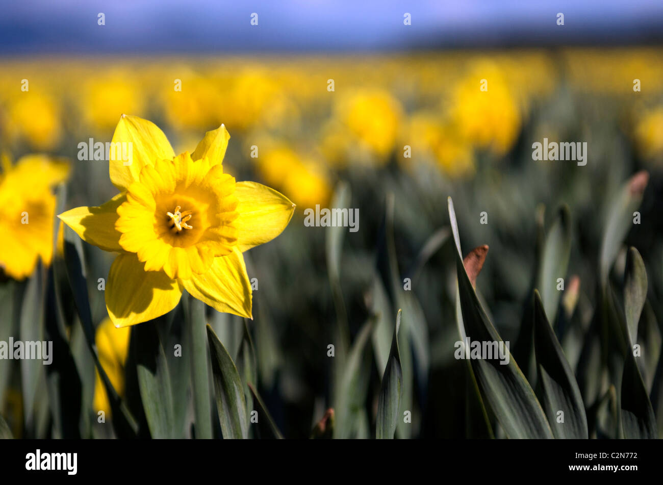Daffodil field, horizontal Stock Photo - Alamy