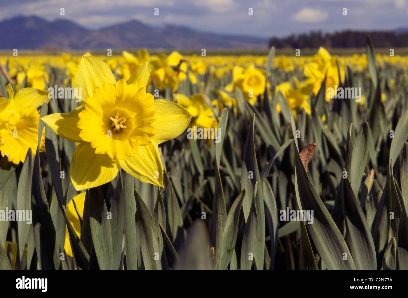 Field trumpet hi-res stock photography and images - Alamy