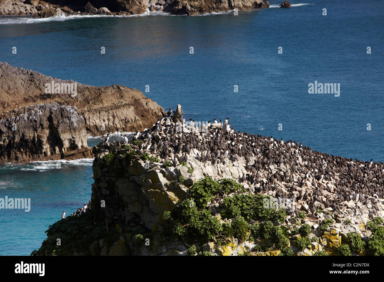 Guillemots (Uria aalge) on top of Stack Rock, Pembrokeshire Coast ...