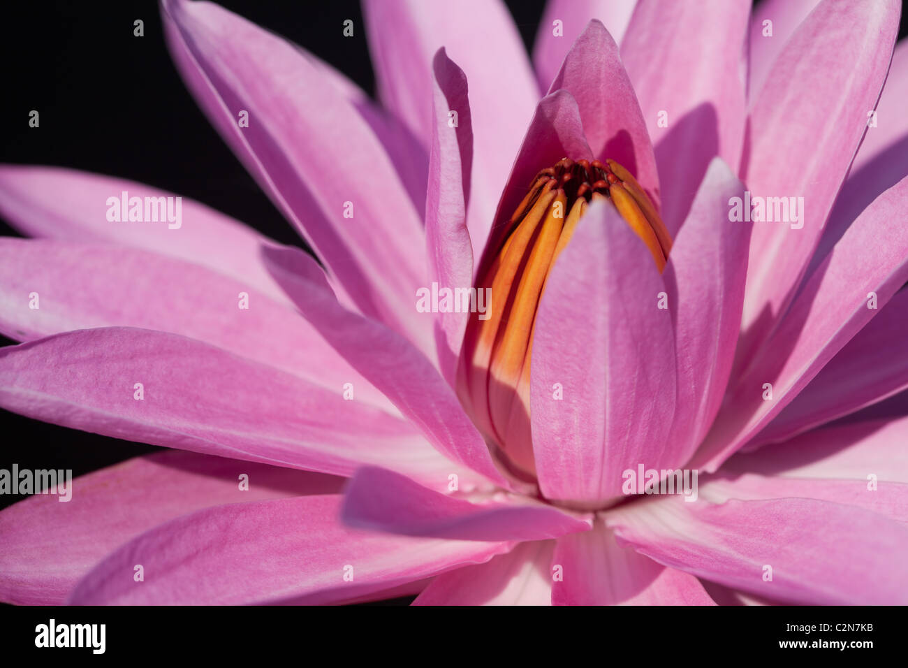 Pink water lily Stock Photo - Alamy
