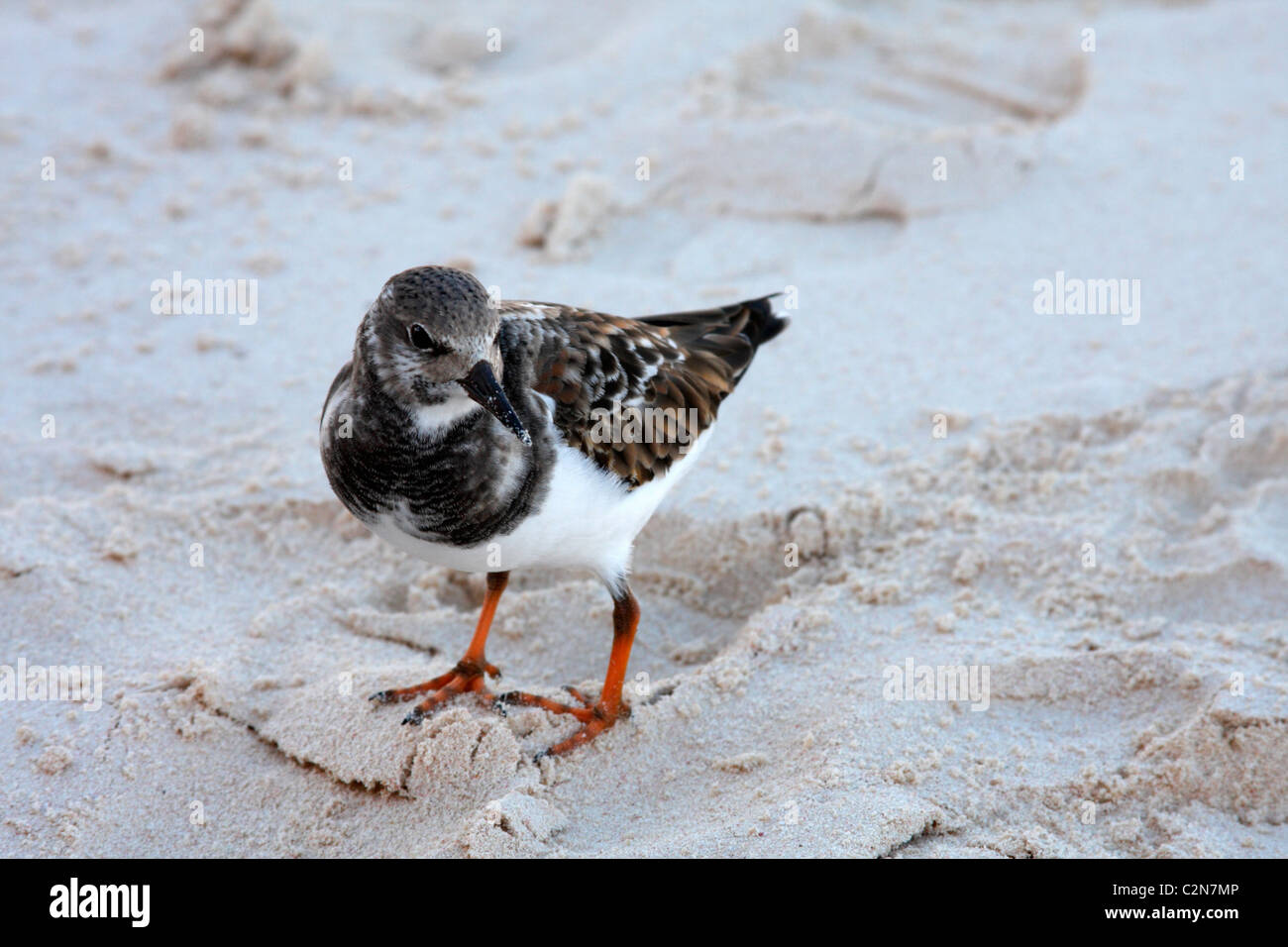 Bermuda wildlife hi-res stock photography and images - Alamy