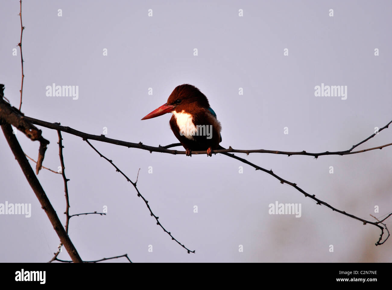 Pointed beak bird hi-res stock photography and images - Alamy