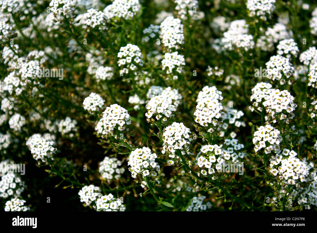 A flower bush Stock Photo - Alamy