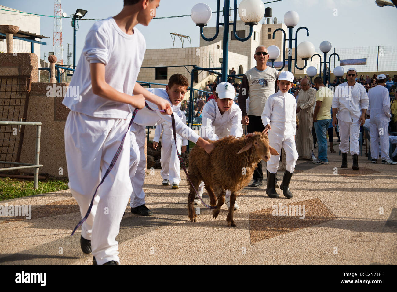 Young Samaritans deliver the lambs soon to be sacrificed for Passover ...
