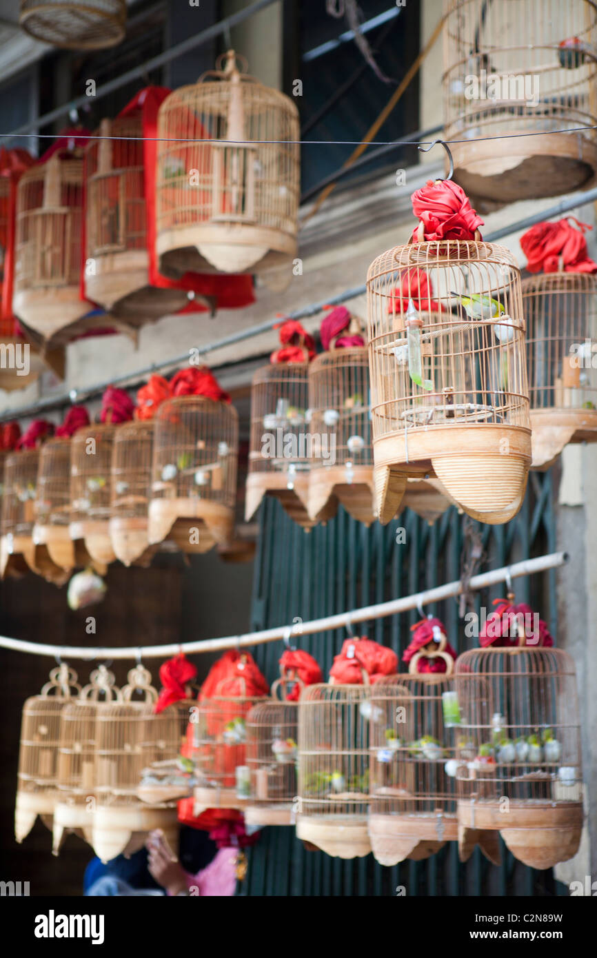 Birds hanging out front of a pet store in the Old Quarter of Hanoi ...
