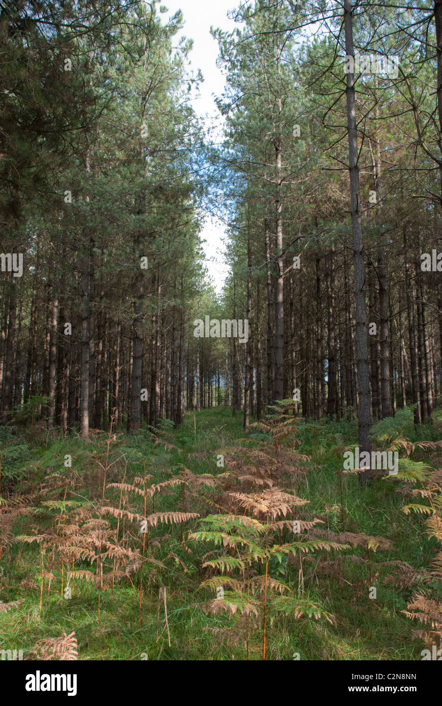 Bracken and pine trees in Thetford Forest, Norfolk, England, UK Stock ...