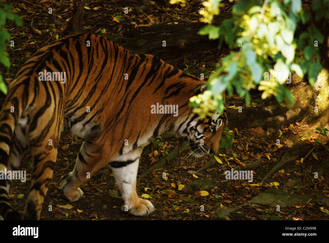 Tiger in Ljubljana ZOO Stock Photo - Alamy