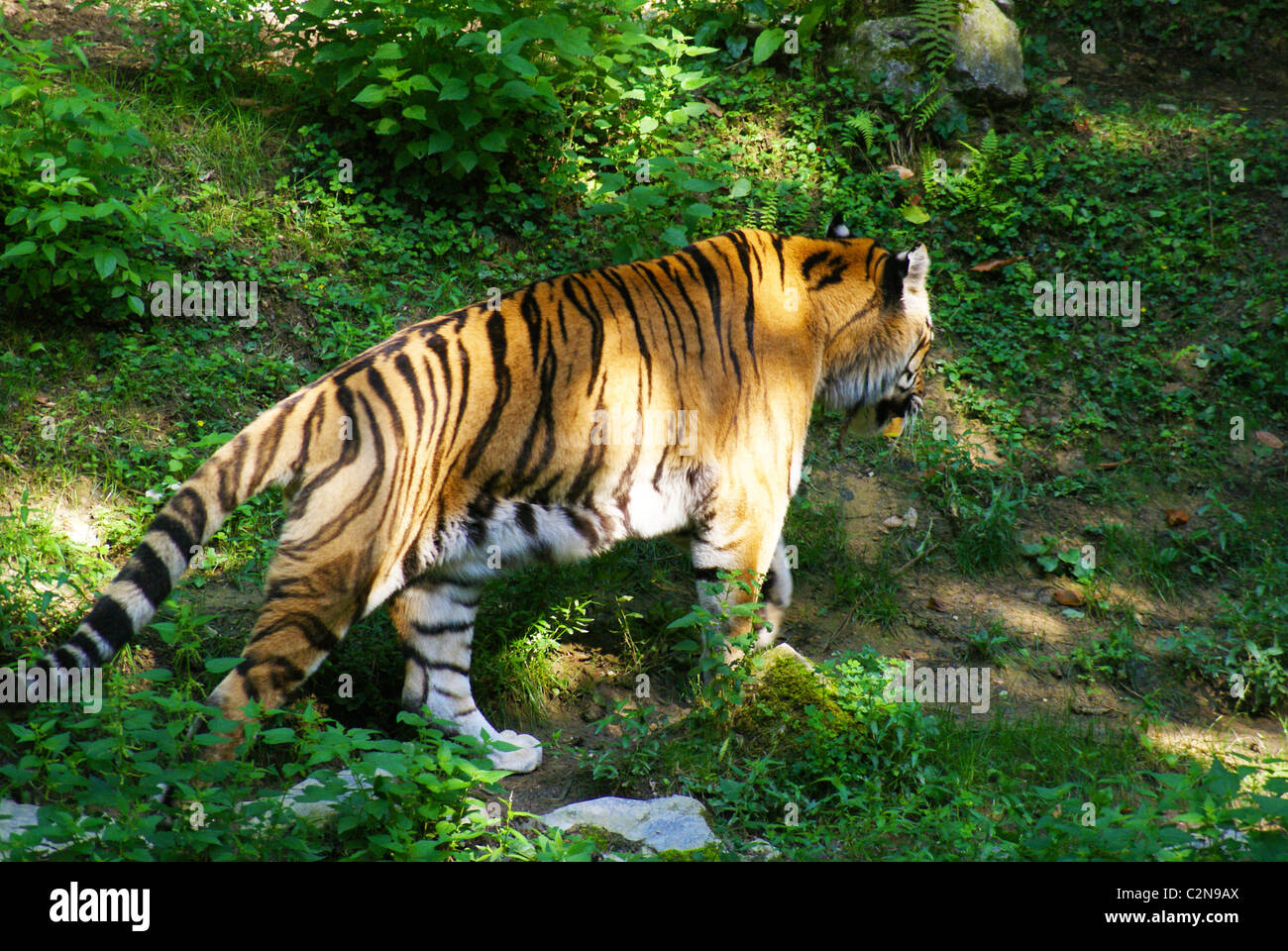 Tiger in Ljubljana ZOO Stock Photo - Alamy