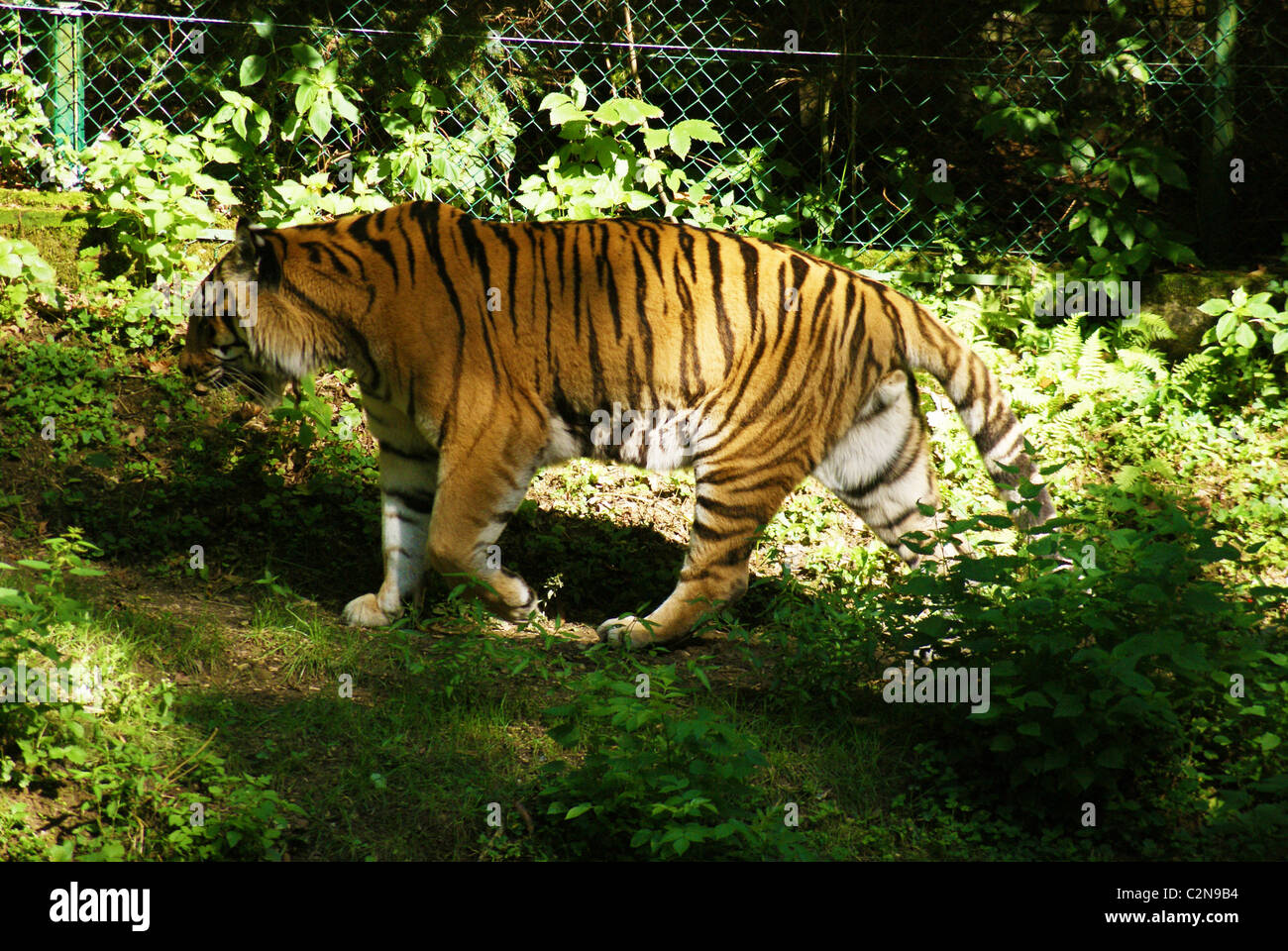 Tiger in Ljubljana ZOO Stock Photo - Alamy