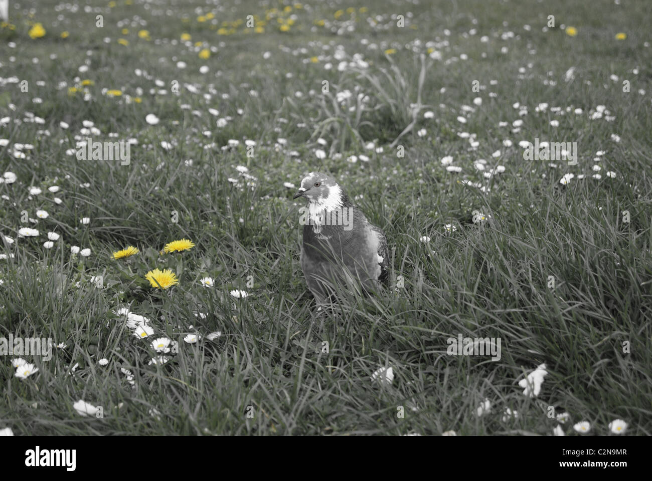 Yellow dove hi-res stock photography and images - Alamy