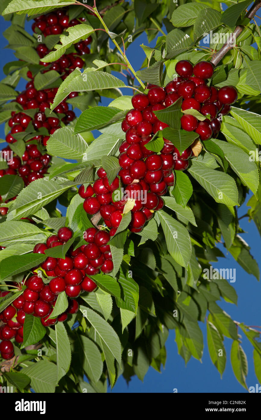 Cherry trees new zealand hi-res stock photography and images - Alamy