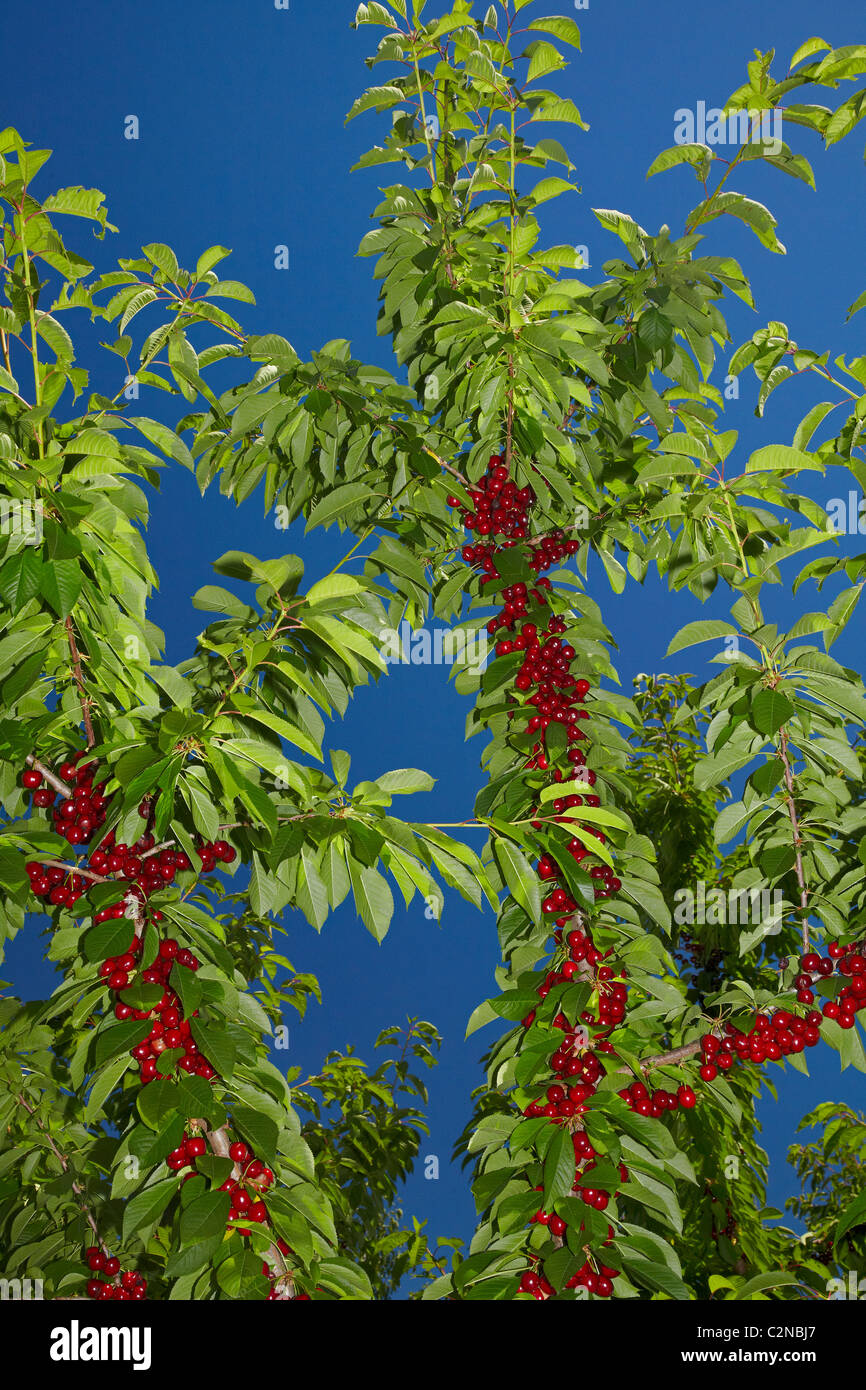 Cherry trees new zealand hi-res stock photography and images - Alamy